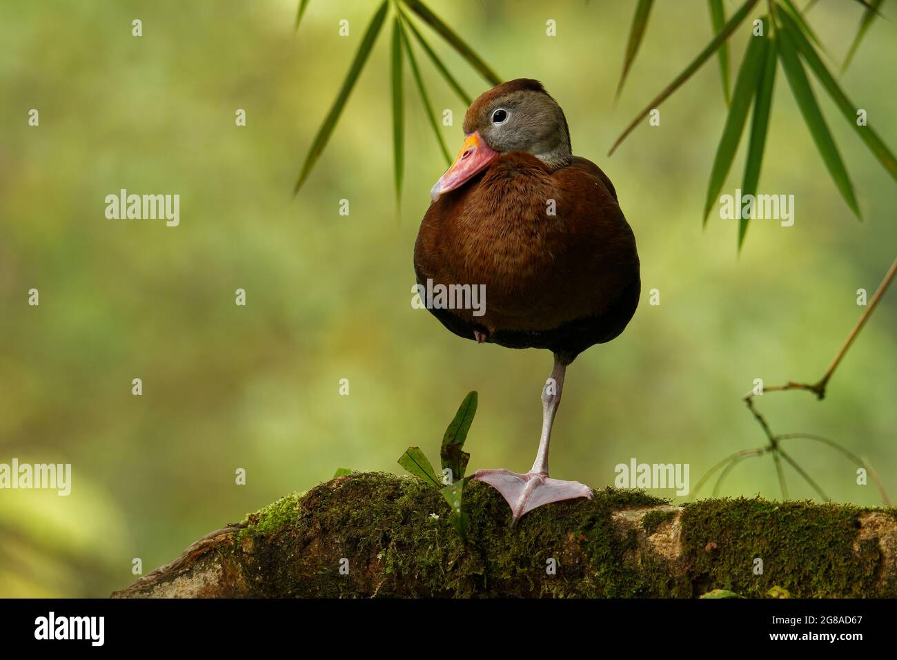 Black-bellied whistling duck Dendrocygna autumnalis, formerly black ...