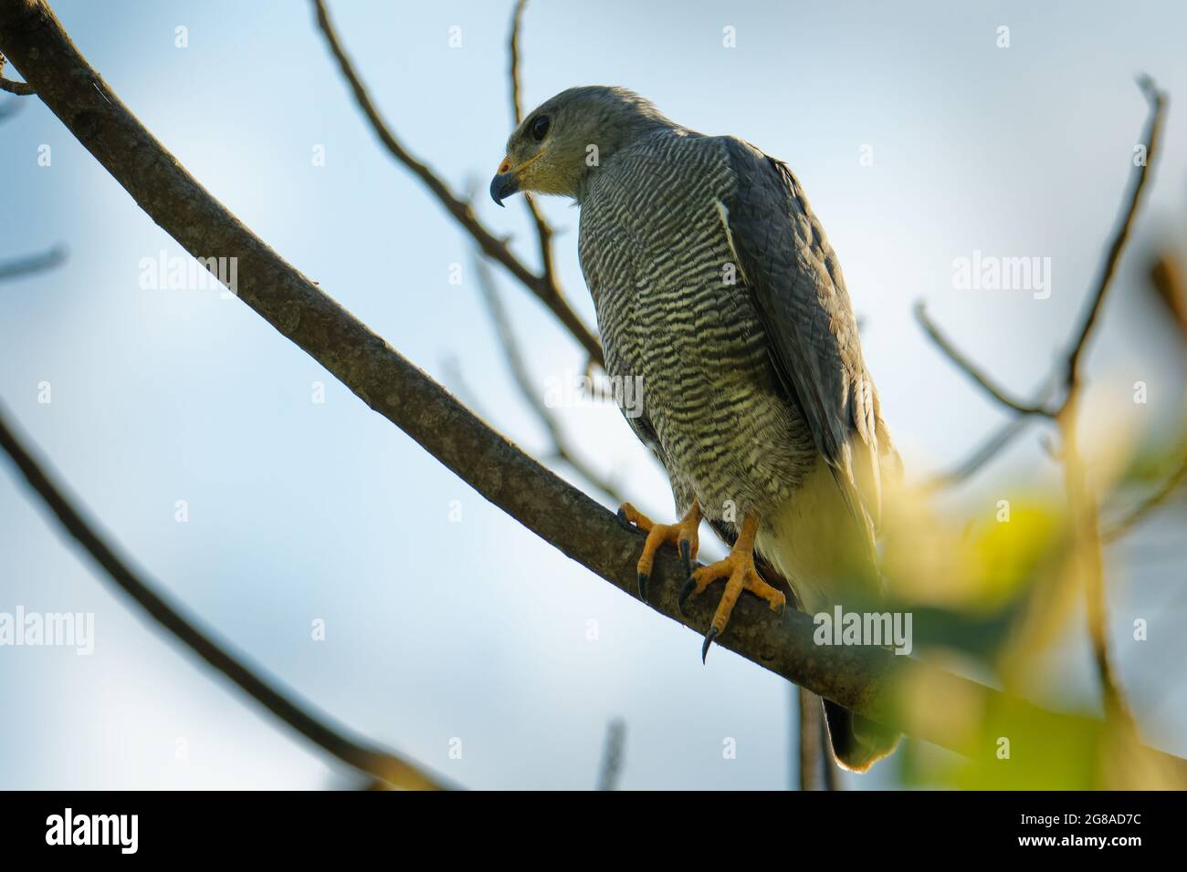 Mexican hawk hi-res stock photography and images - Alamy