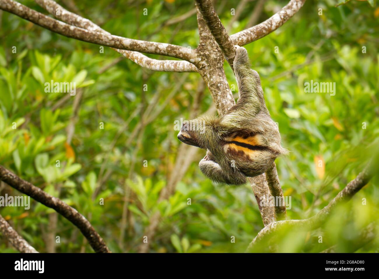 Brown-throated sloth - Bradypus variegatus species of three-toed sloth ...