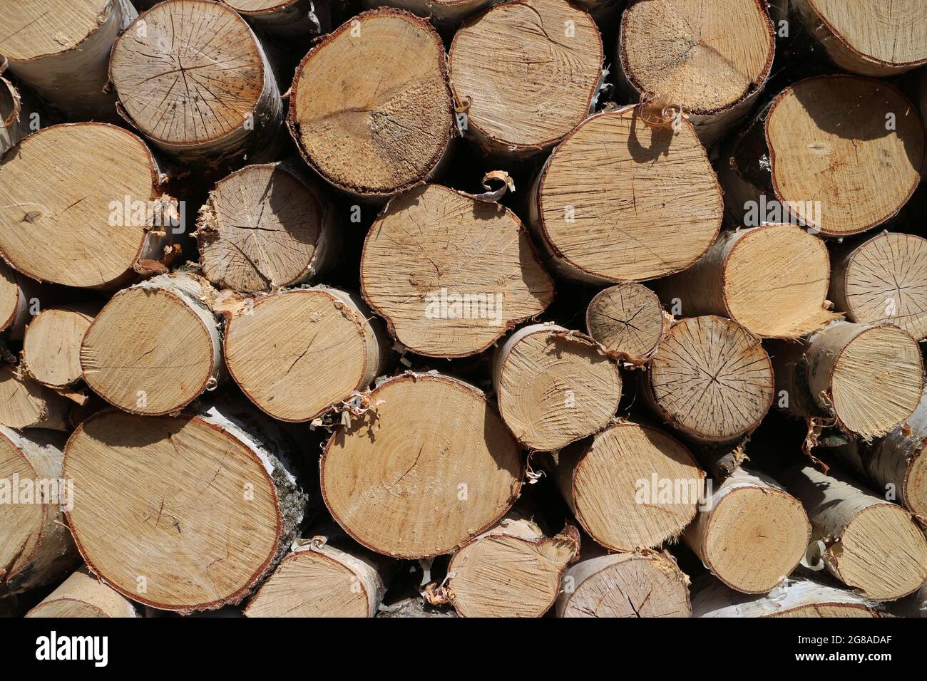 sawn round birch firewood stacked Stock Photo - Alamy
