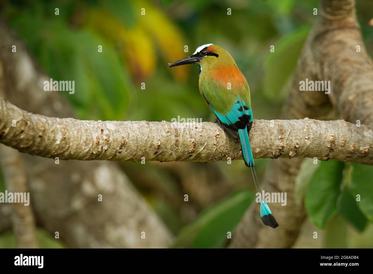 Turquoise-browed motmot - Eumomota superciliosa also Torogoz, colourful ...