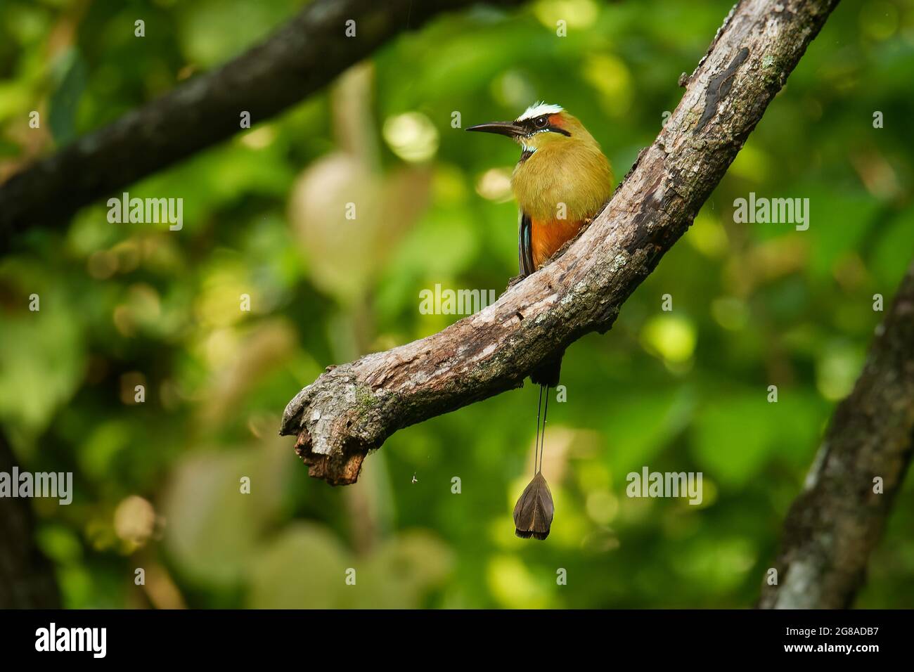 Turquoise-browed motmot - Eumomota superciliosa also Torogoz, colourful ...