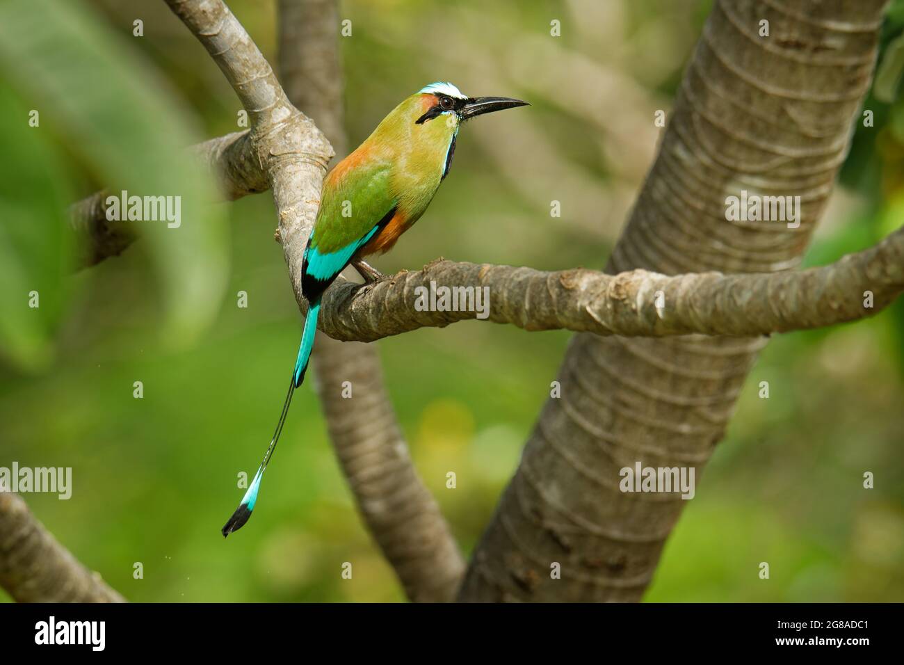 Turquoise-browed motmot - Eumomota superciliosa also Torogoz, colourful ...