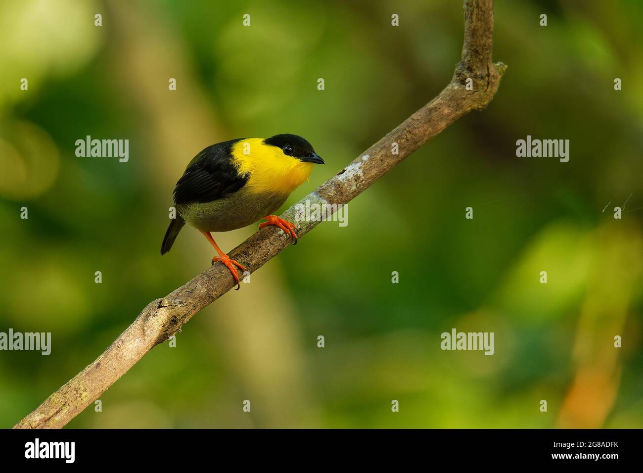Vitellinus hi-res stock photography and images - Alamy