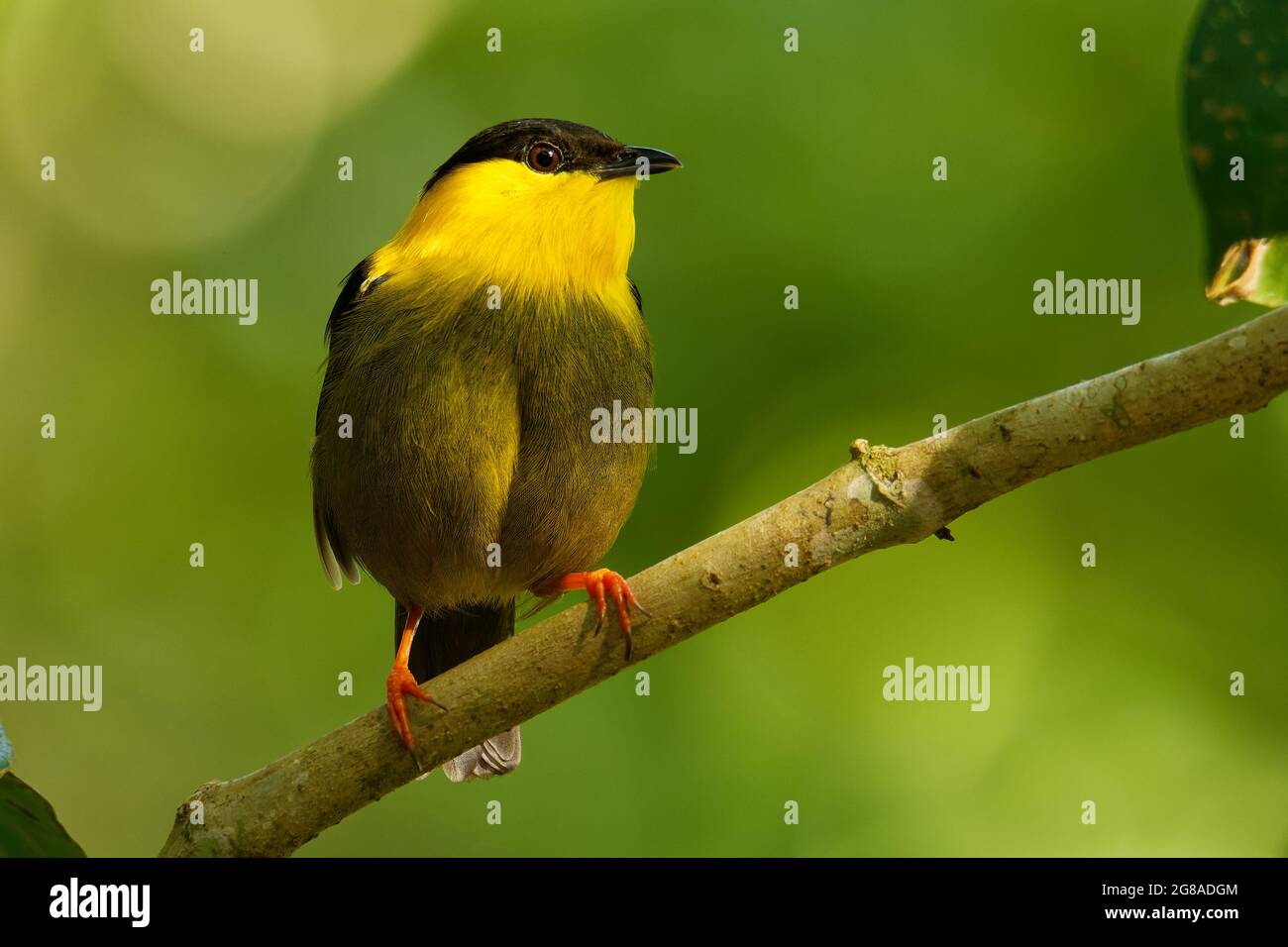 Black and yellow manakin hi-res stock photography and images - Alamy
