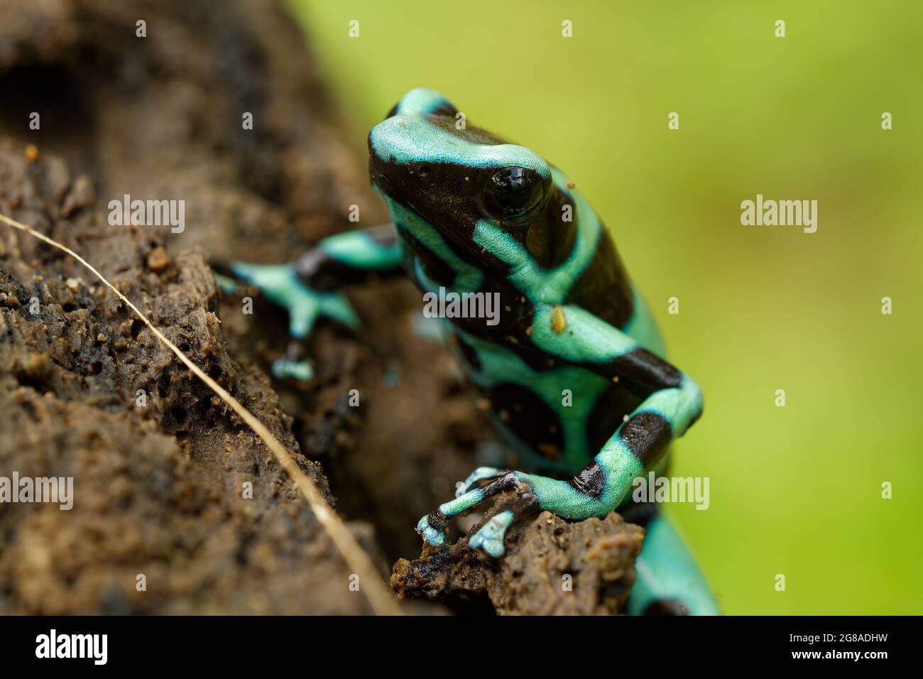 Green Poison Dart Frog Face
