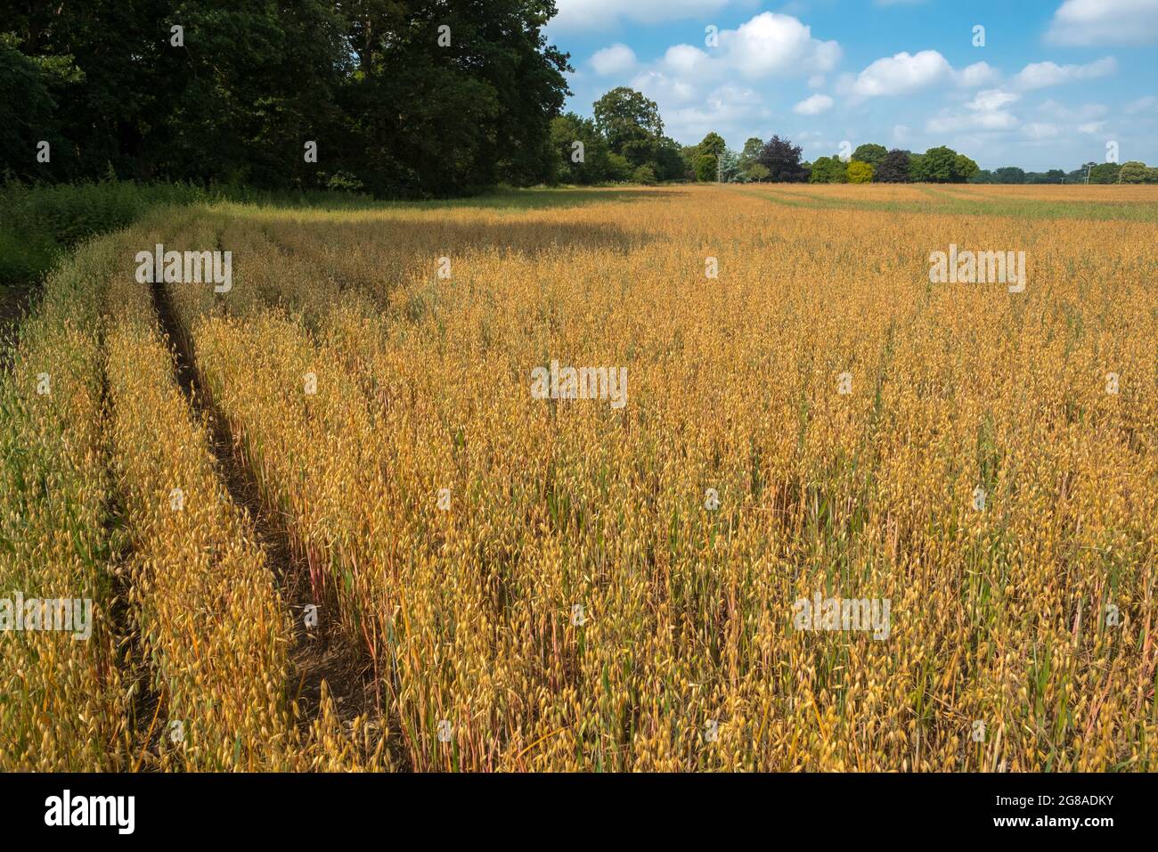 A field of oats growing in Suffolk, UK Stock Photo - Alamy