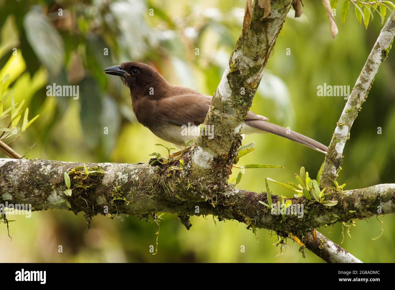 Brown Jay - Cyanocorax Psilorhynus morio large American bird, large ...