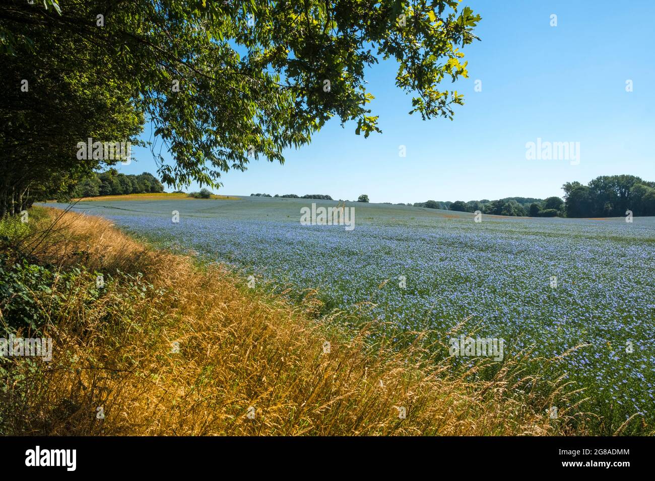 Linseed flowers hi-res stock photography and images - Alamy