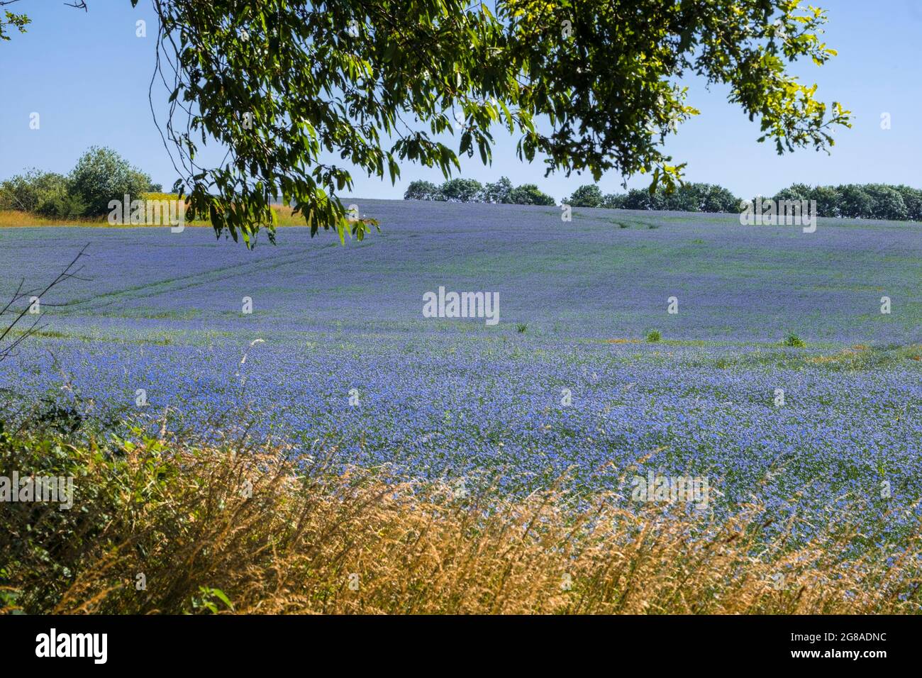 Linseed flowers hi-res stock photography and images - Alamy