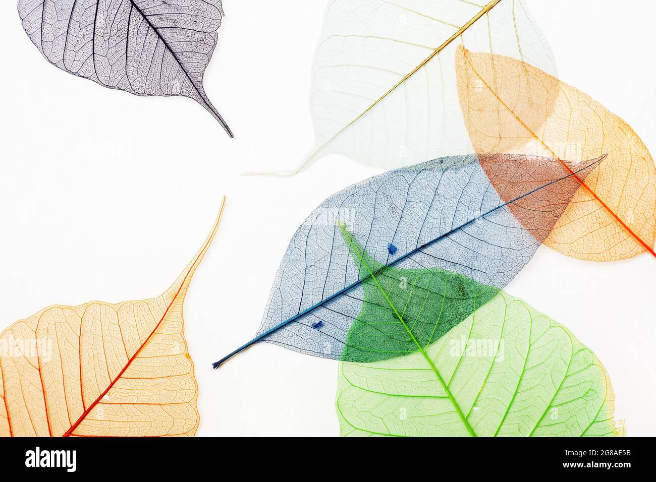 Colored skeletons of leaves on light background. Flat lay Stock Photo ...