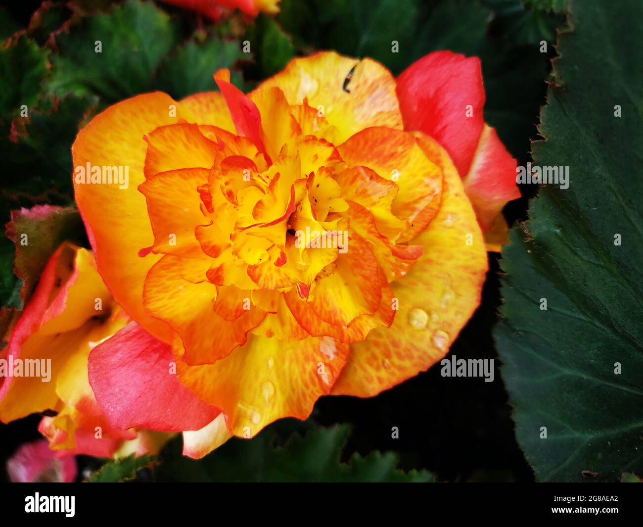 Begonias Flowers Plants High Resolution Stock Photography and Images ...