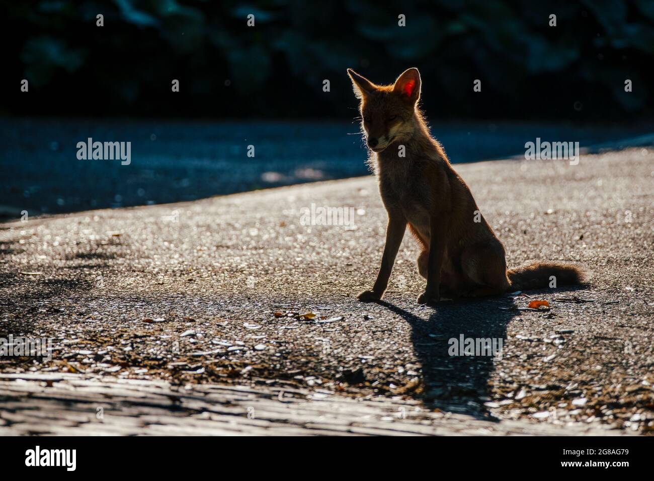 Urban cub hi-res stock photography and images - Alamy