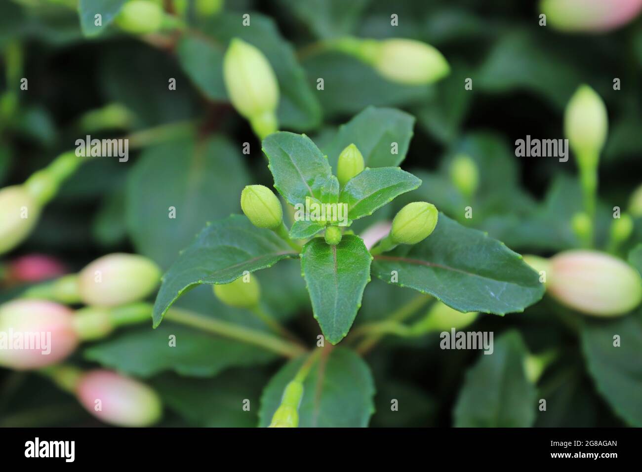 Tiny green flower buds on a fuchsia plant Stock Photo - Alamy