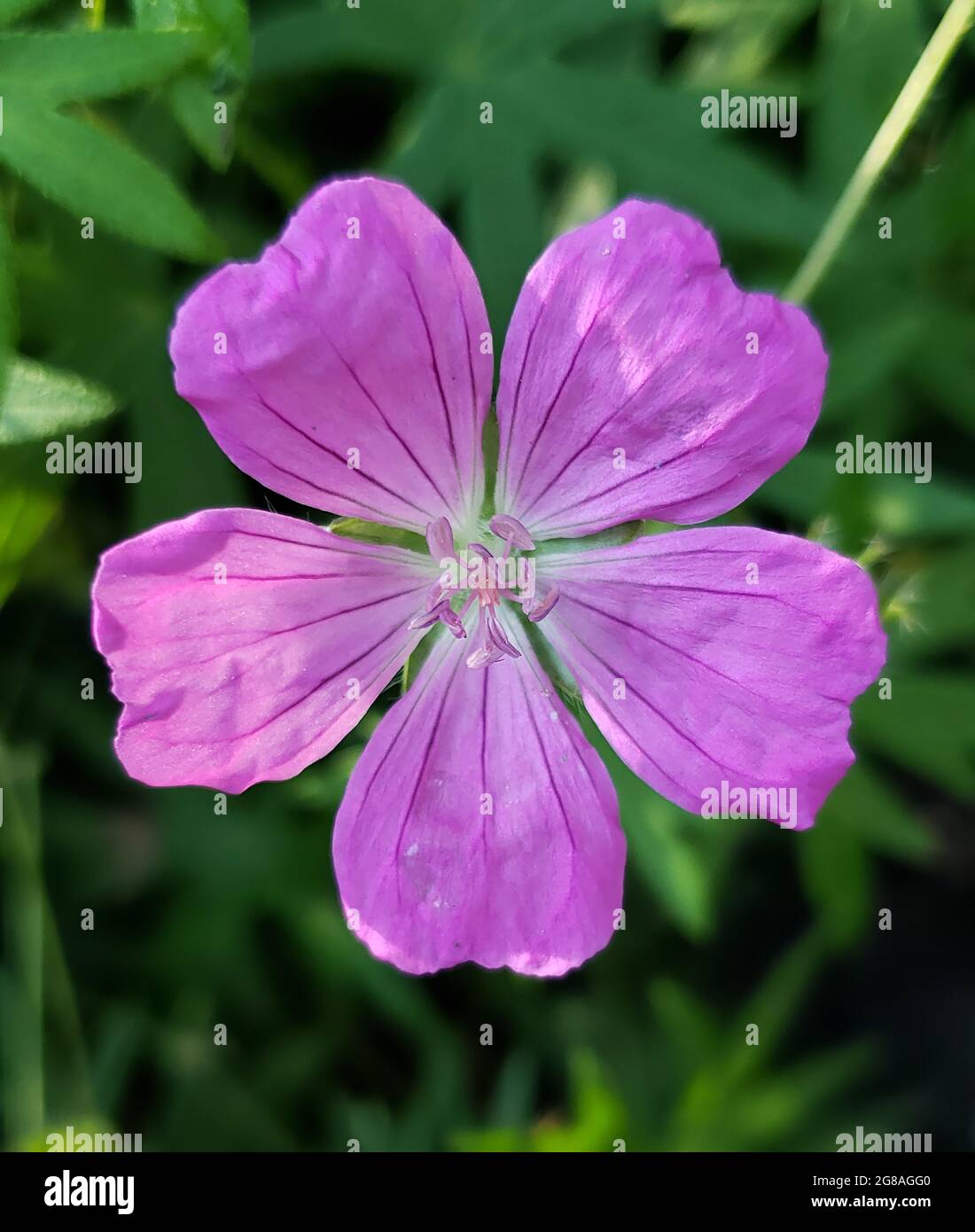 Dilys High Resolution Stock Photography and Images - Alamy