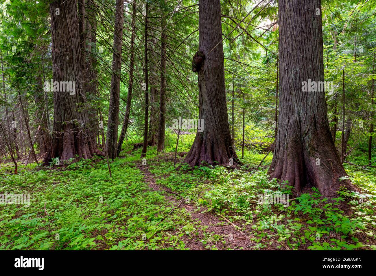 Old growth cedar forest in spring with a dirt trail leading through ...