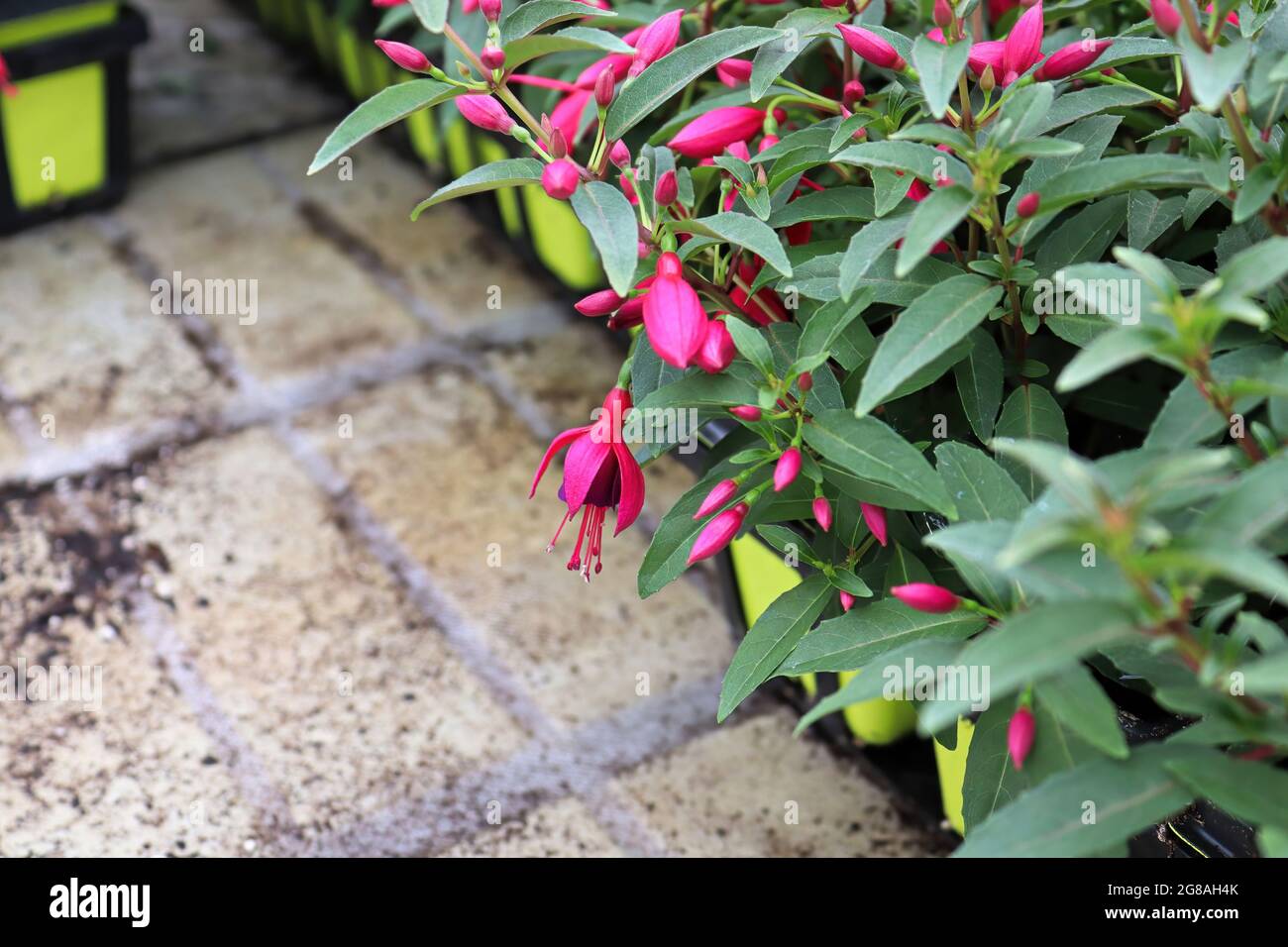 Purple fuschia plant hi-res stock photography and images - Alamy