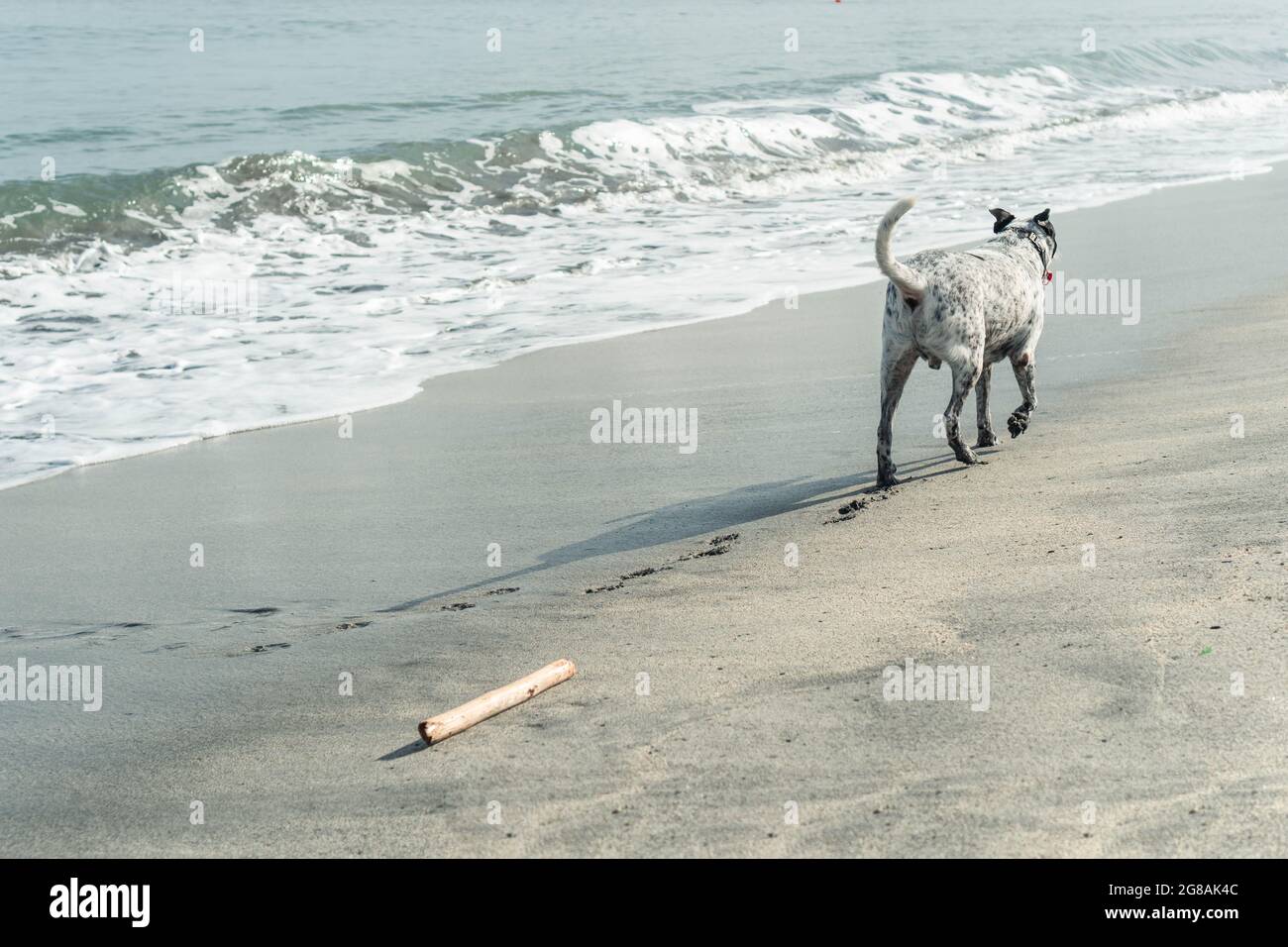 A dog walks on the beach Stock Photo - Alamy