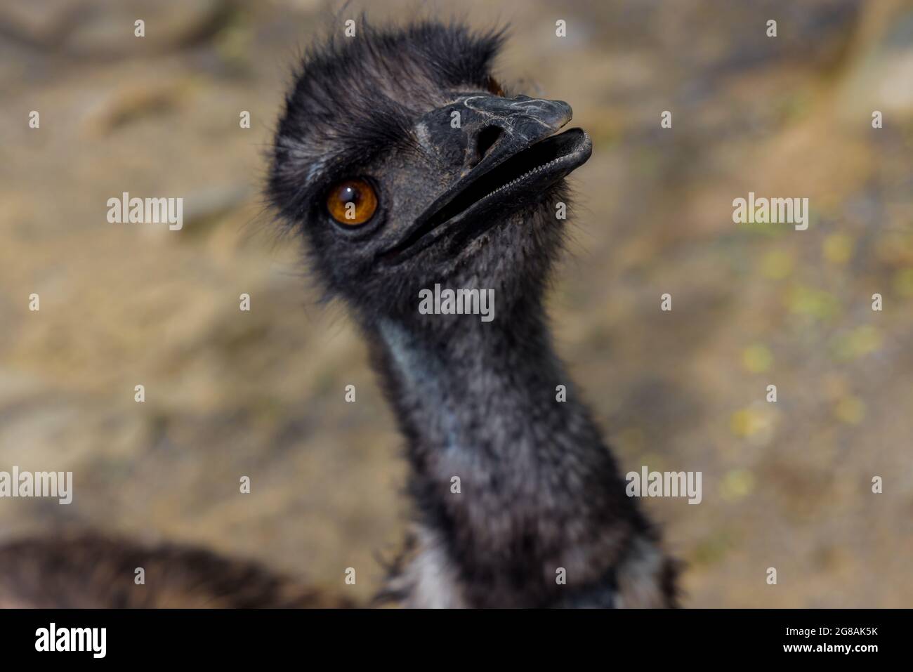 Baby emu hi-res stock photography and images - Alamy