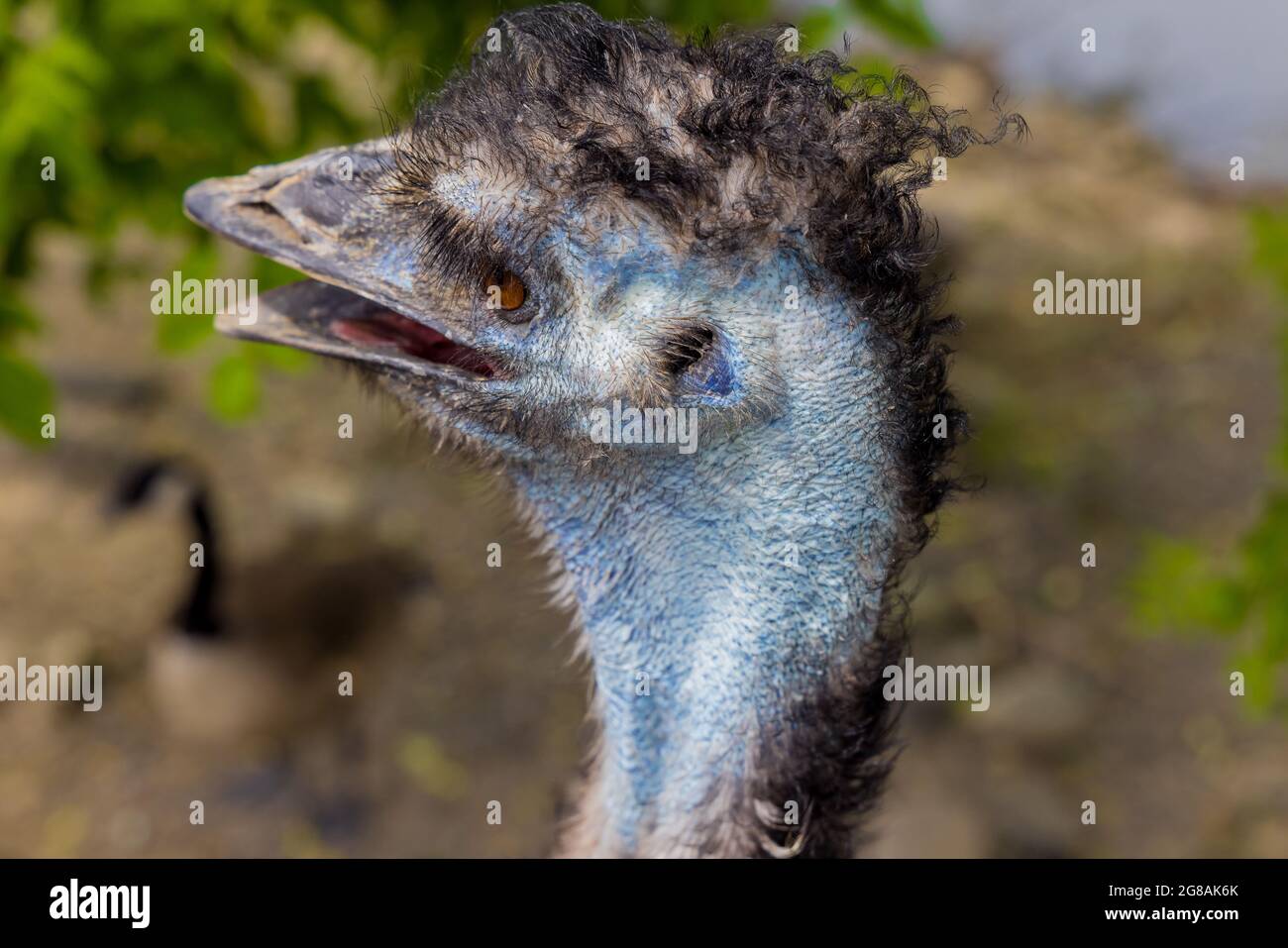 Close up of Australian blue emu with open mouth on nature background ...