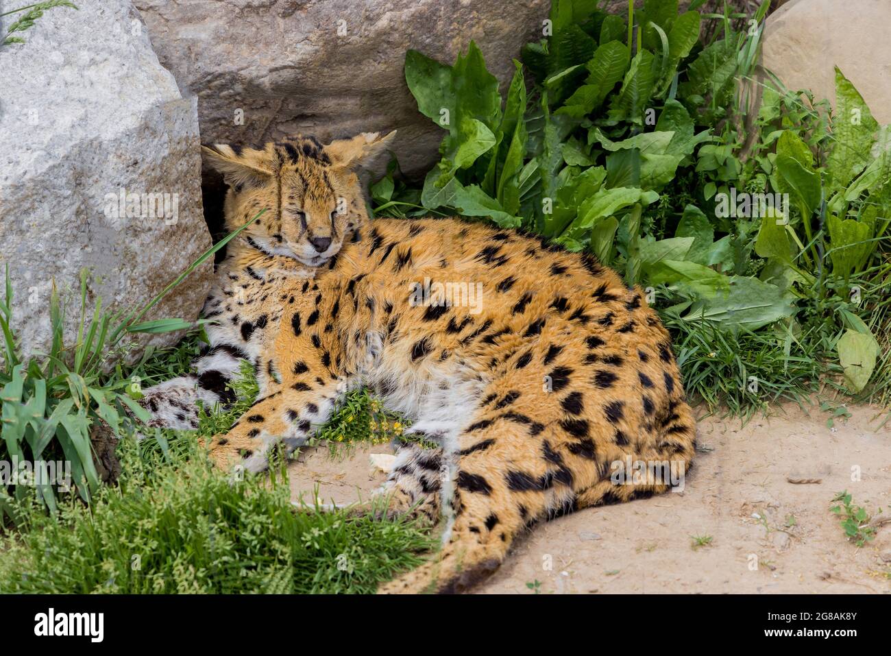 Cub lying next hi-res stock photography and images - Alamy