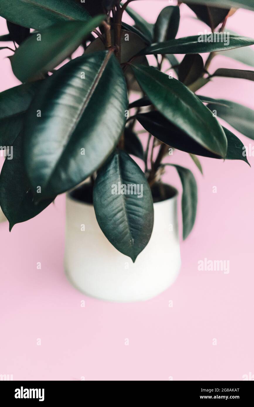 Ficus elastica rubber tree potted houseplant isolated on pink ...