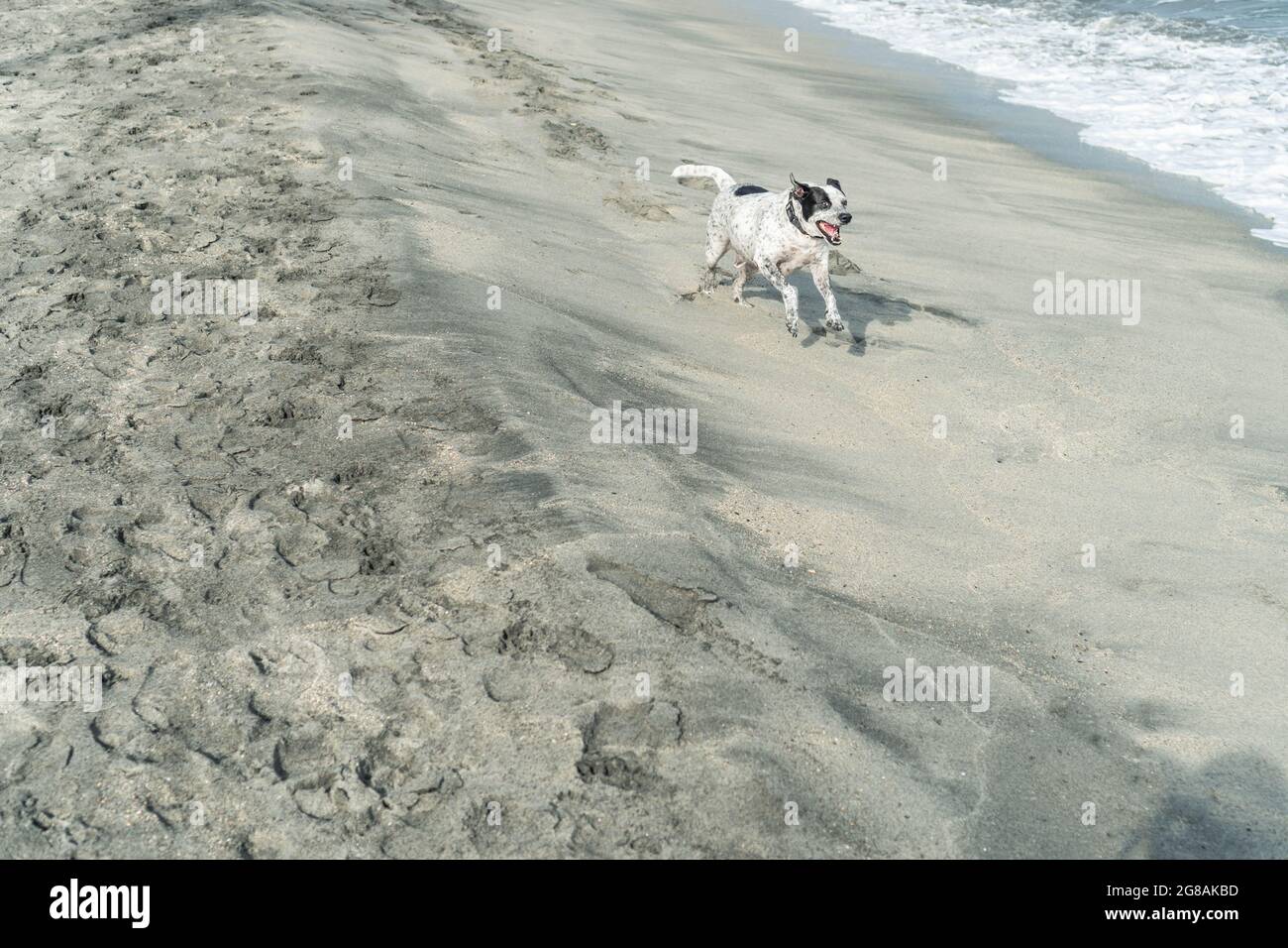 Dog having fun at the beach on a summer's day Stock Photo - Alamy