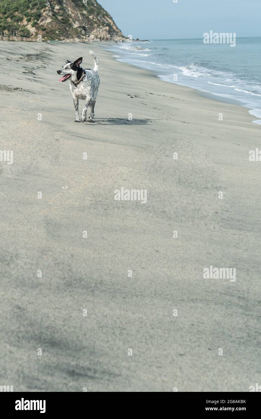 A black and white dog looking into the distance on a beach Stock Photo ...