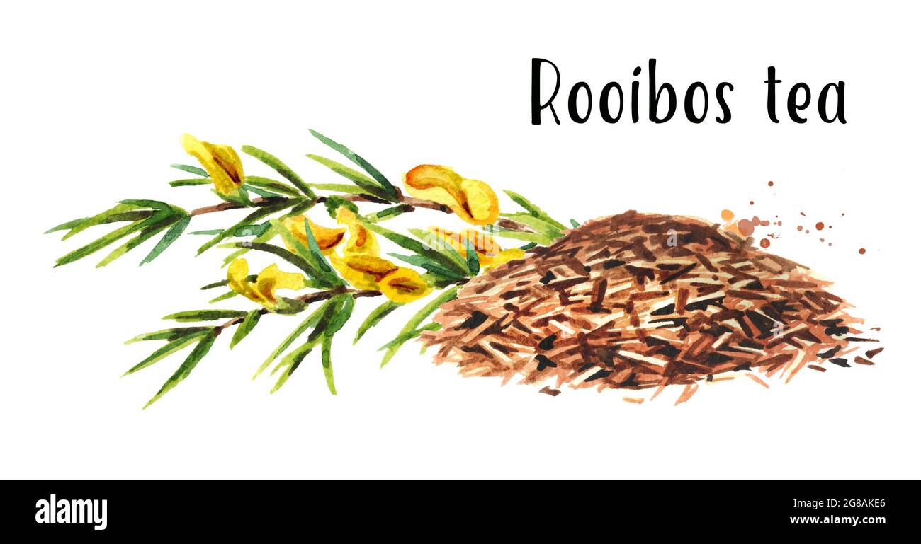 Heap of dry rooibos healthy organic tea with branch of the rooibos ...