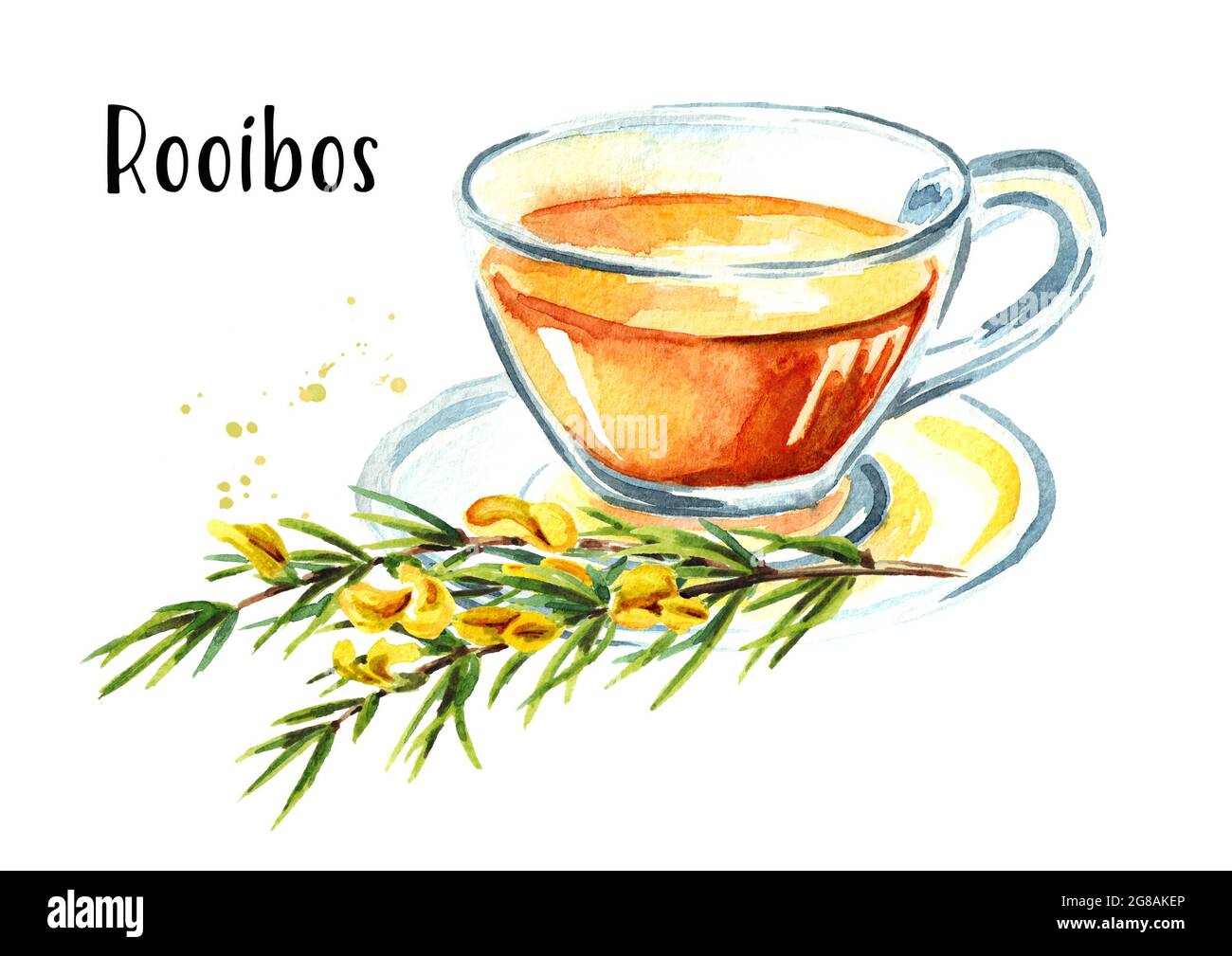 Glass cup of rooibos healthy organic tea with branch of the rooibos ...