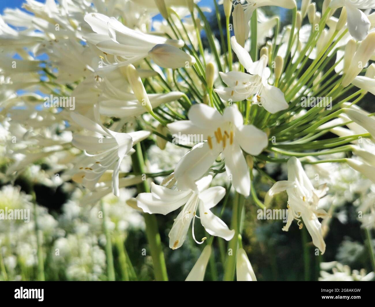 Allium acuminatum hi-res stock photography and images - Alamy