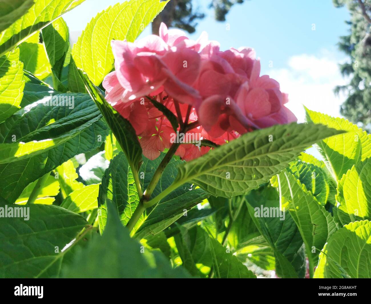 A low angle of pink hortensia (Hydrangea) flowers on background of the ...