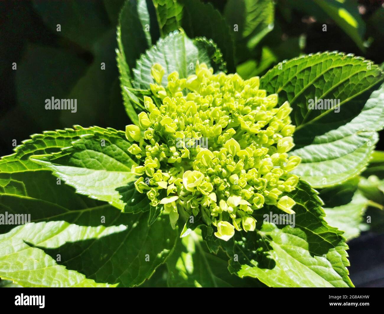 Hydrangea mojito hi-res stock photography and images - Alamy