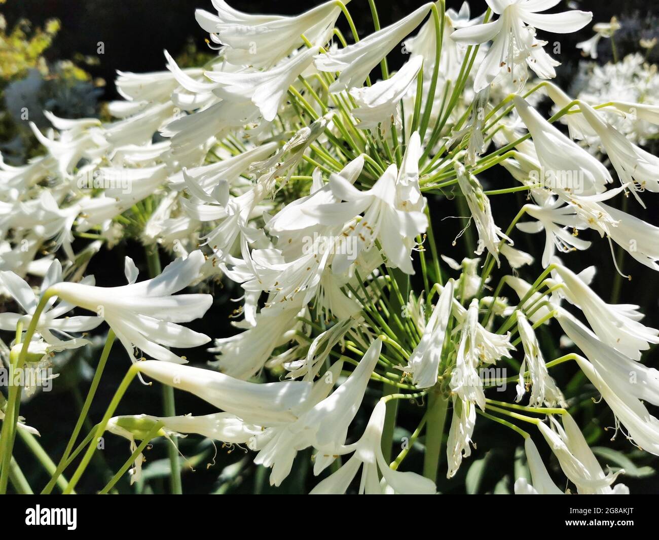 Allium acuminatum hi-res stock photography and images - Alamy