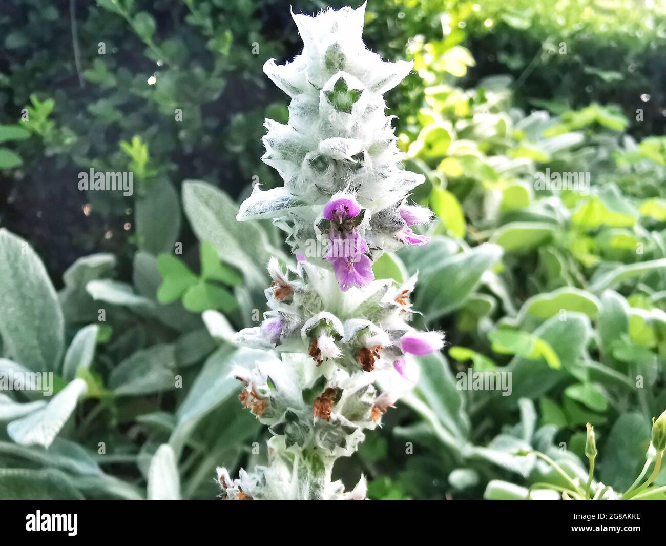 A closeup of catnip (Nepeta cataria) plant with purple flowers on ...
