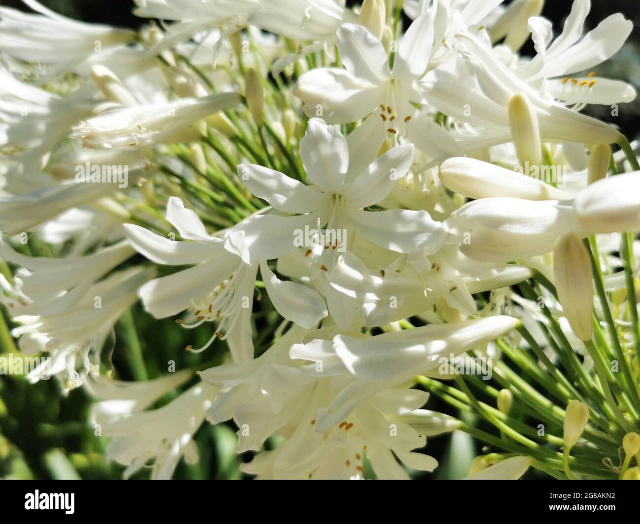 Allium acuminatum hi-res stock photography and images - Alamy