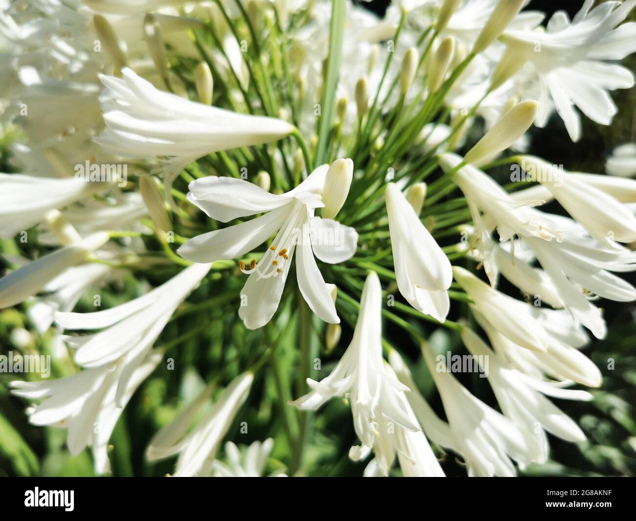 Allium acuminatum hi-res stock photography and images - Alamy