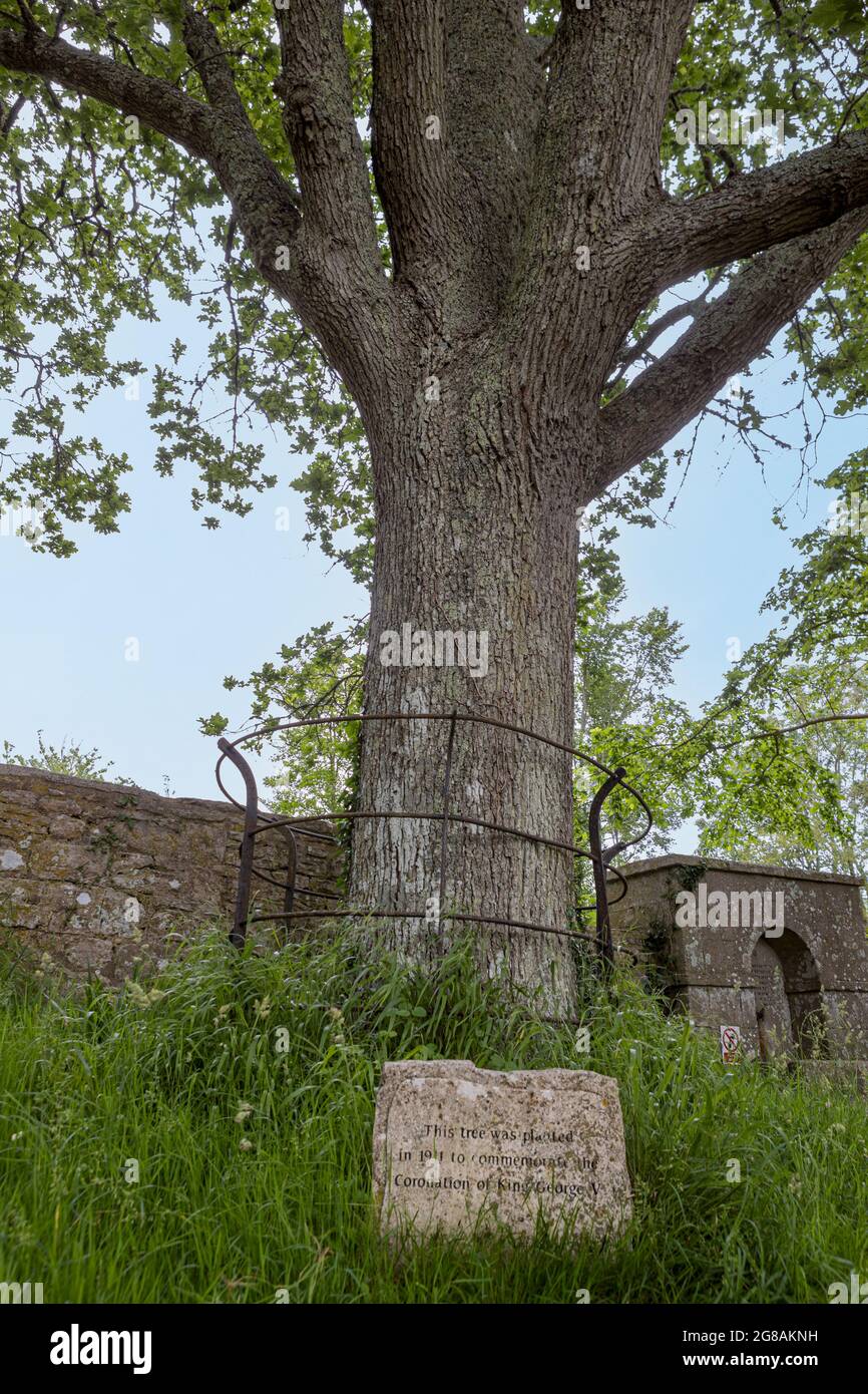 Coronation oak tree hi-res stock photography and images - Alamy