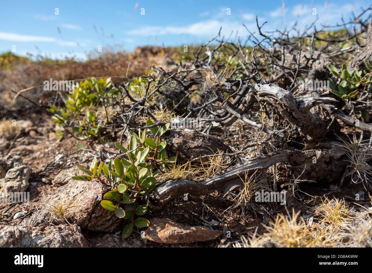 Dry scenic bush branches and grass close-up in rural Greece rocky ...