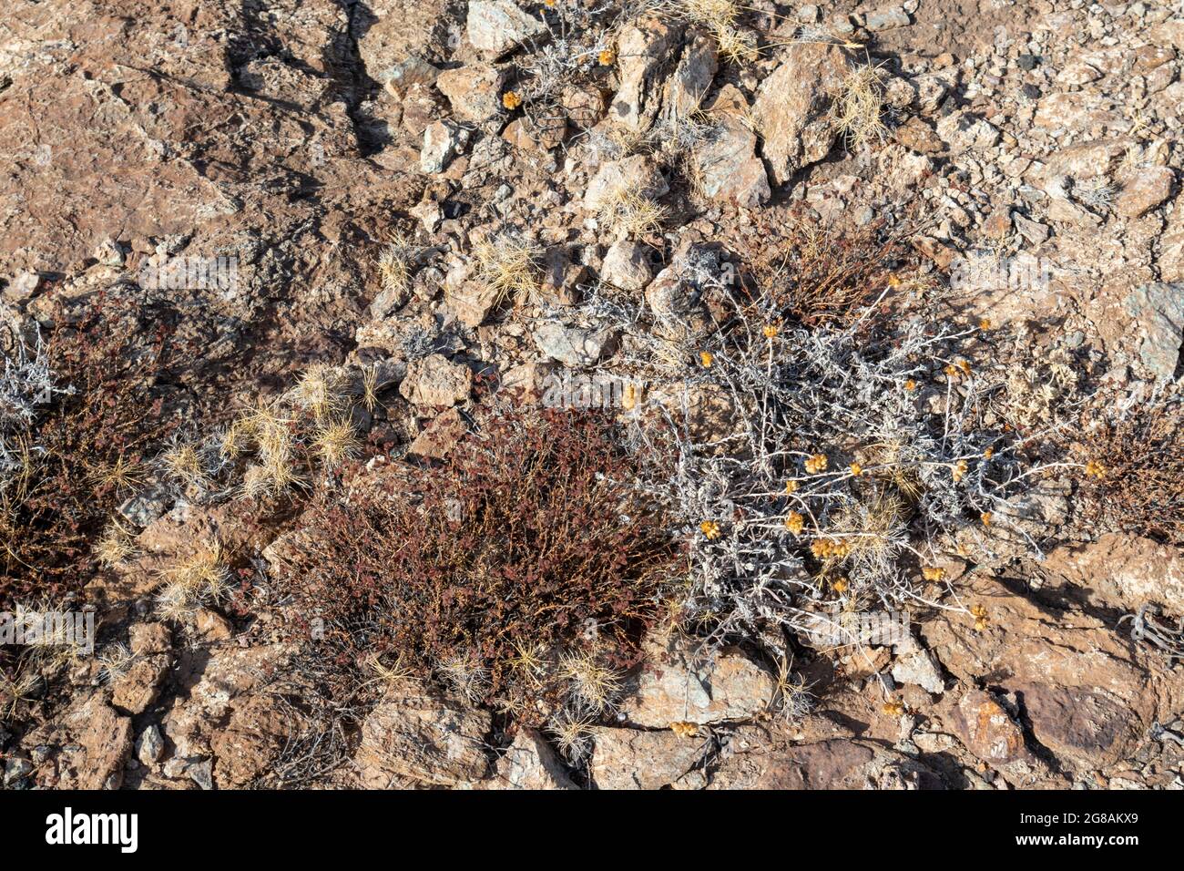 Dry grass and rocks close-up on ground in Greece. Hot summer flora ...