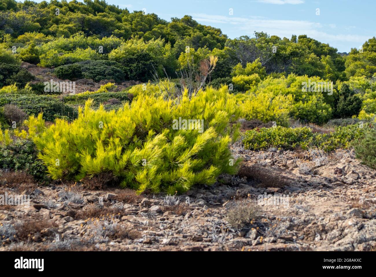 Pine and juniper hi-res stock photography and images - Alamy