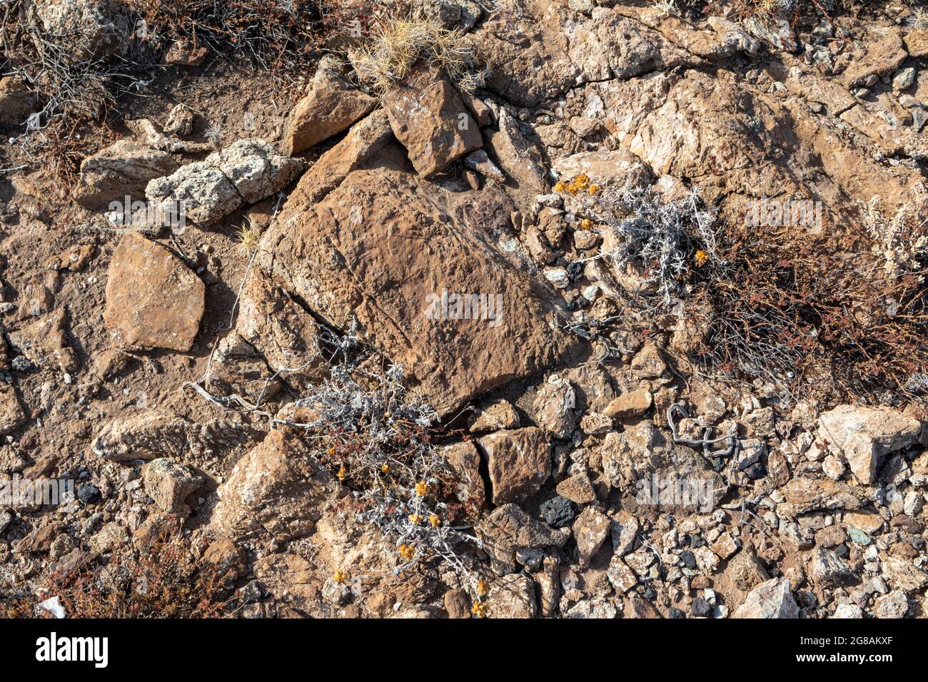 Dry grass and rocks close-up on ground in Greece. Hot summer flora ...