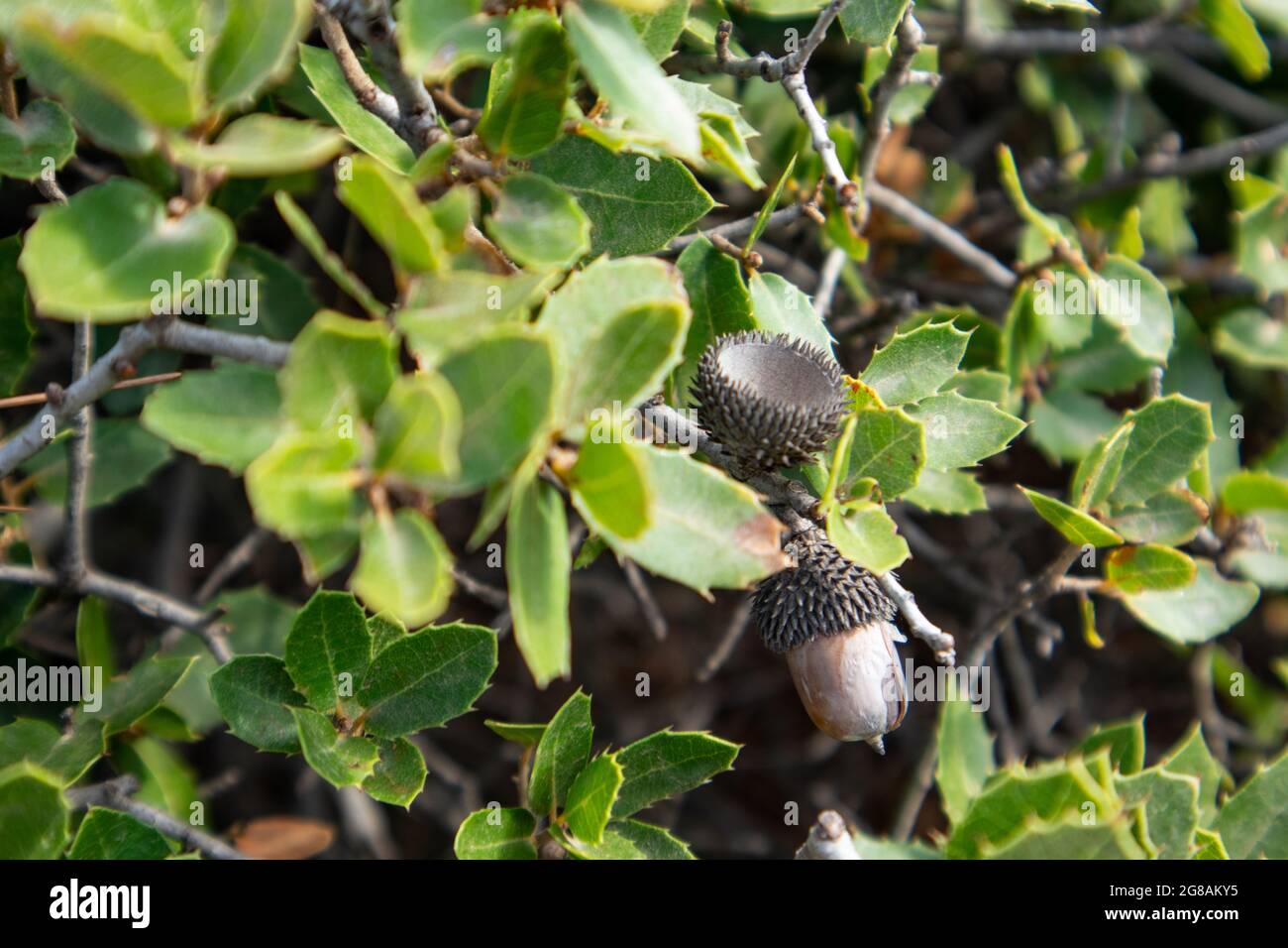 Leaves and acorns of Quercus coccifera, the kermes oak close-up. Small ...