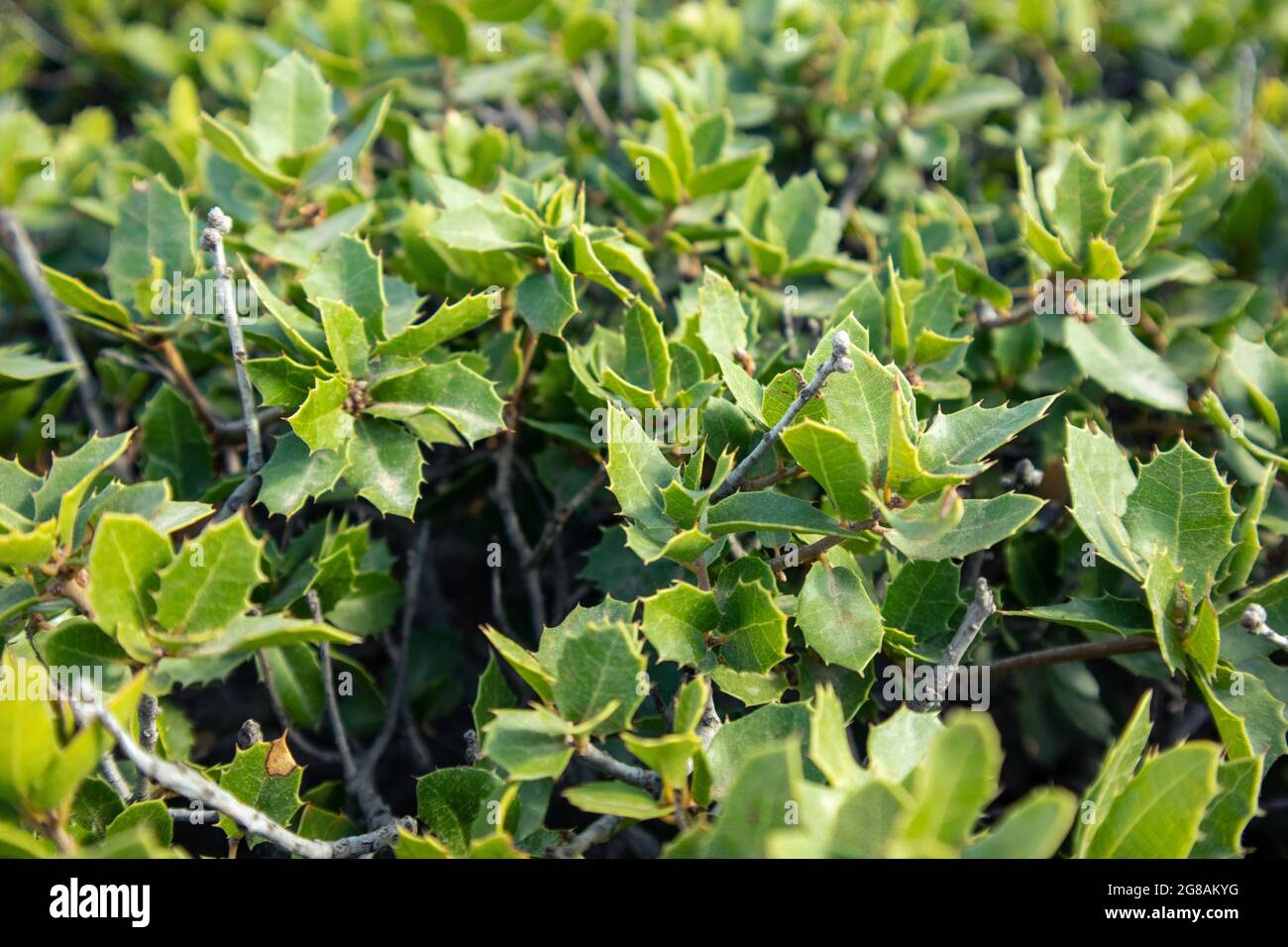 Quercus coccifera, the kermes oak leaves close-up. Small oak bush with ...