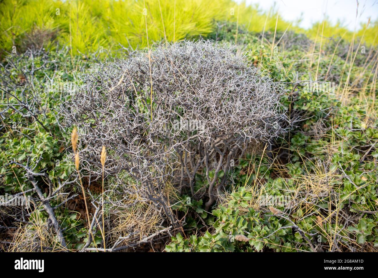 Dry sharp bush branches and green grass close-up in rural Greece ...