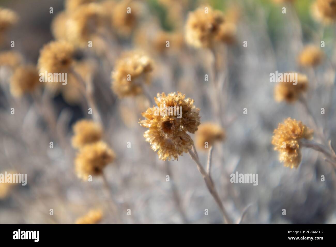 Wild Helichrysum arenarium dry yellow grass bush macro close-up in ...