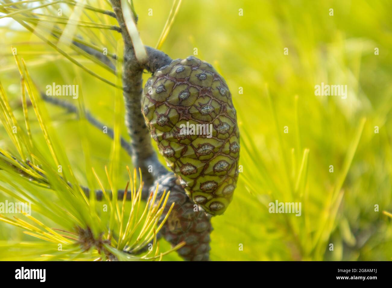 Cone bush hi-res stock photography and images - Alamy