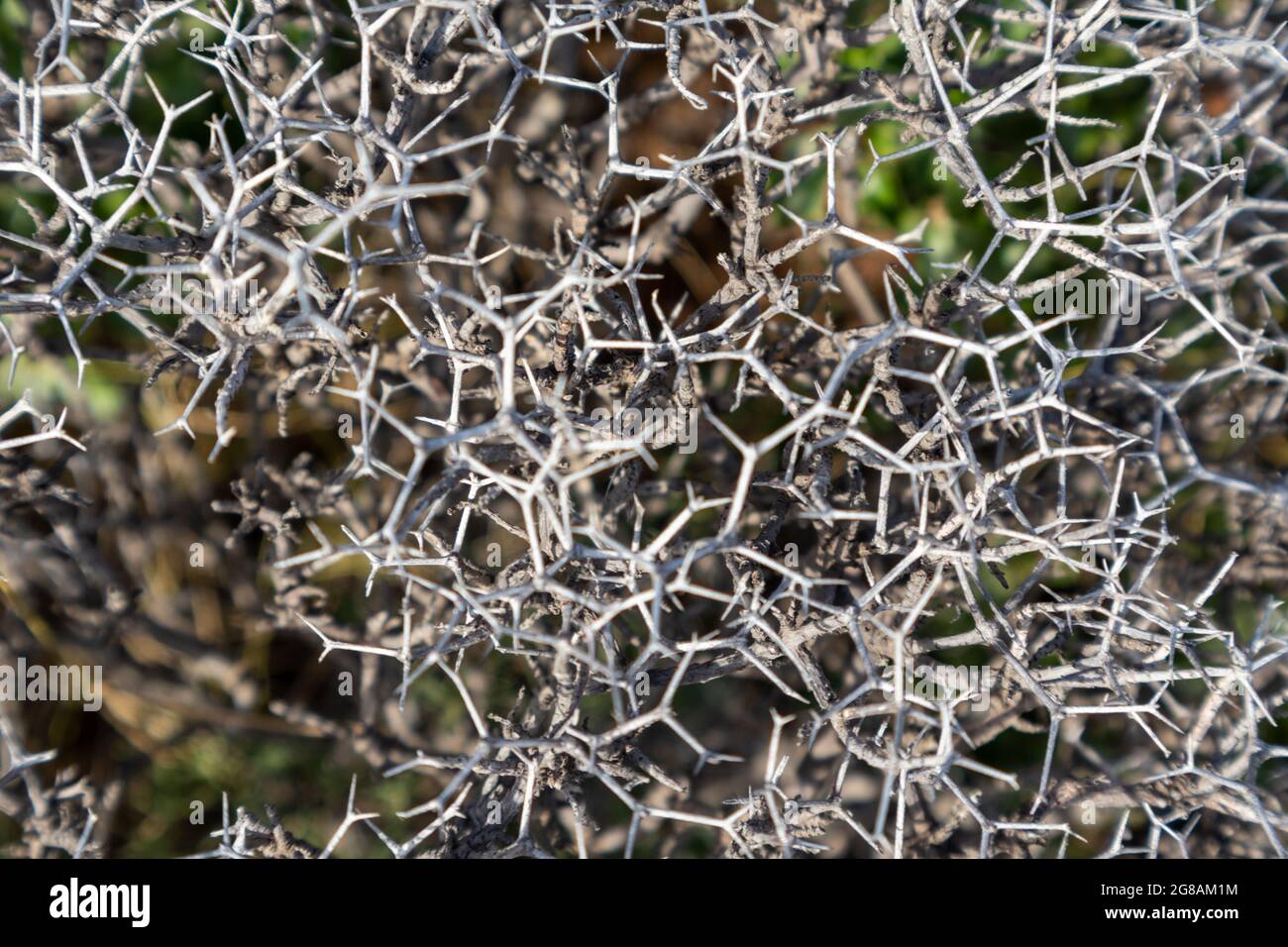 Dry sharp needles branches of wild bush pattern close-up in rural ...