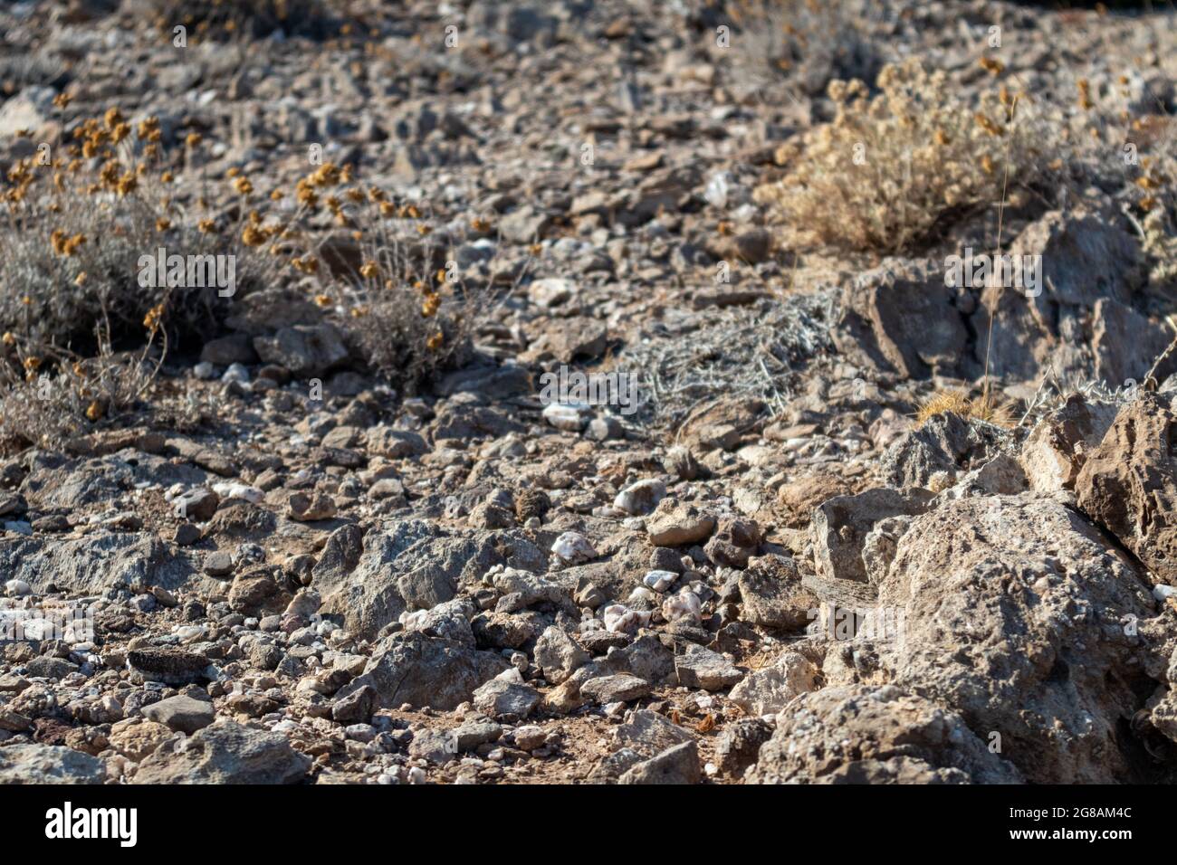 Rocky soil and dry grass close-up, ground in Greece. Hot summer wild ...