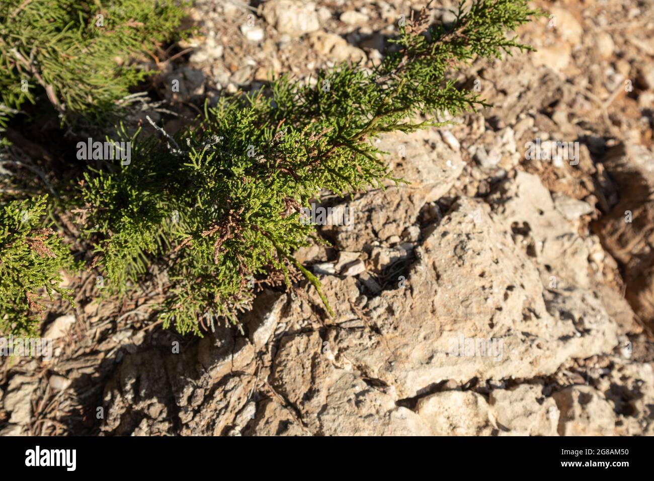 Green Juniperus excelsa on rock, Greek juniper evergreen tree branch ...